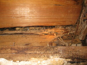 7 signs of termite infestation in your home | Termites advice| Your ...