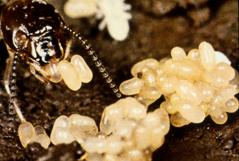 How to Detect Subterranean Termites Before They Pest - Termites Advice
