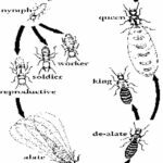 The Fascinating Life Cycle of Termites: From Eggs to Adults.