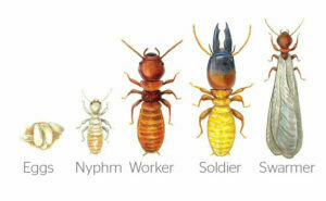 What Are Termites And How Do They Look Like?