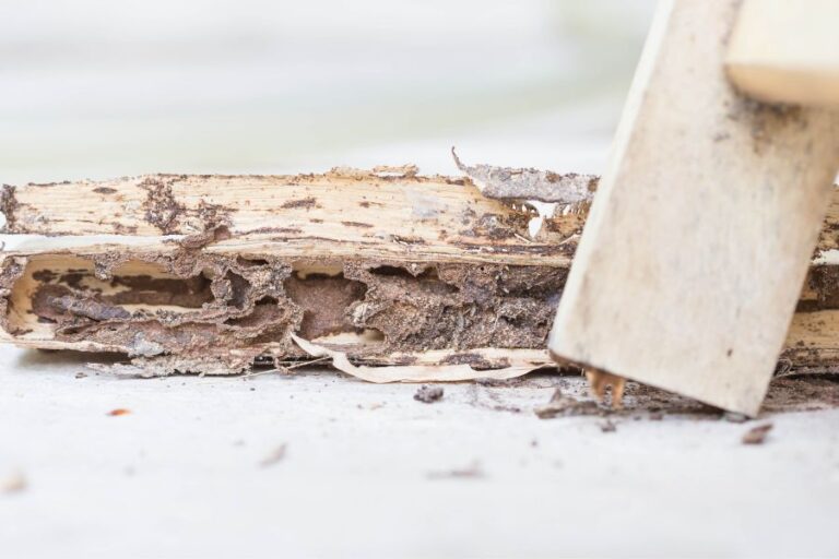 Warning Signs Of Termites In Your Furniture – How To Identify & Treat Them