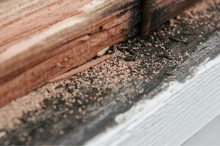 Warning Signs Of Termites In Your Furniture – How To Identify & Treat Them