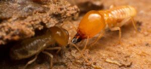 Subterranean termites - Termites Advice