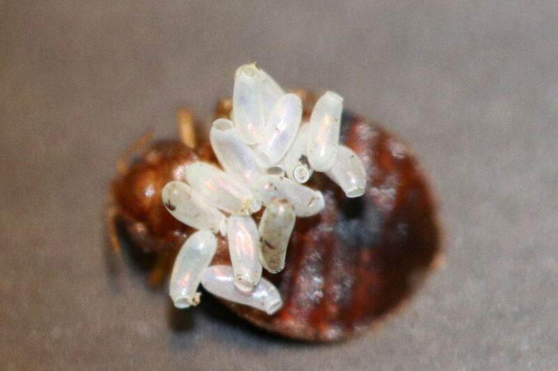 Revealing The Life Cycle Of A Bedbug: From Egg To Adult