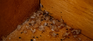 Bed Bug Casings – The Early Signs Of A Bed Bug Infestation?