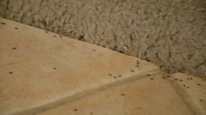 Termites In Carpet: How To Avoid Major Damage of Your Home